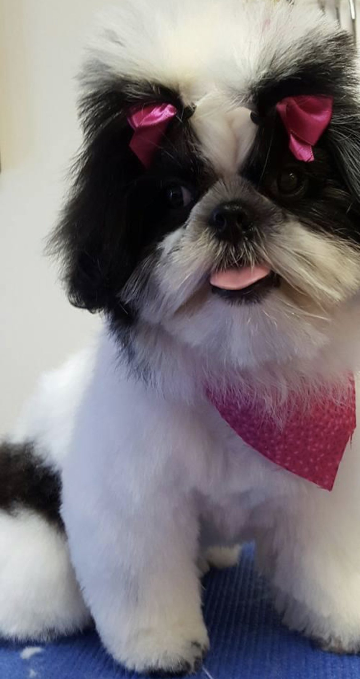 Pet Pals Grooming Salon