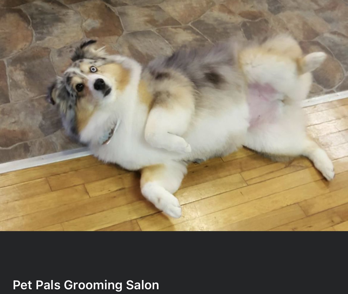 Pet Pals Grooming Salon