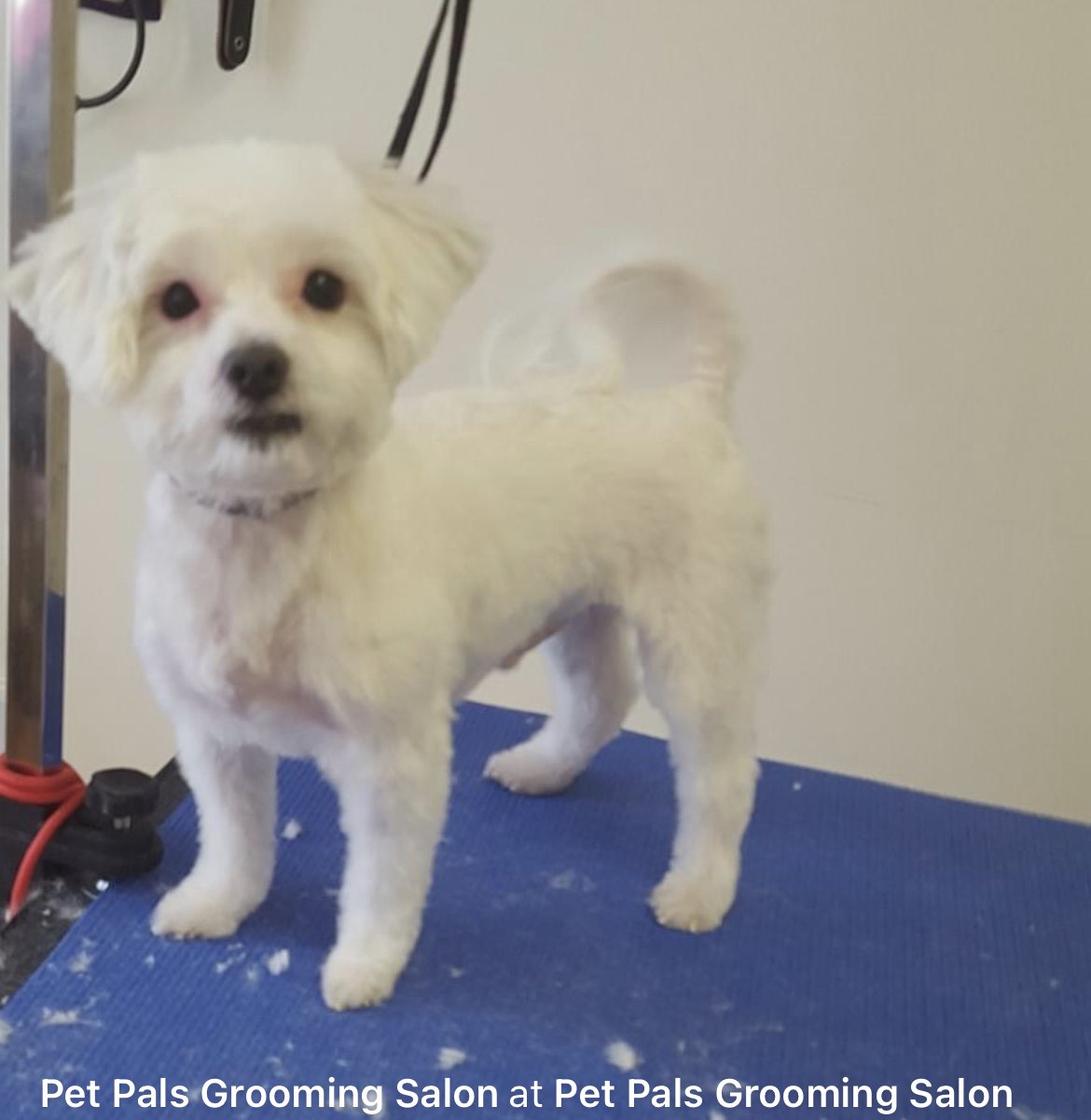 Pet Pals Grooming Salon