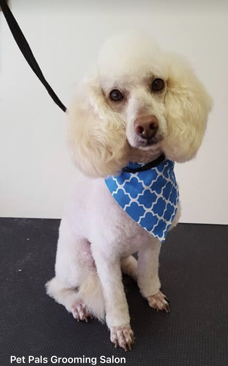 Pet Pals Grooming Salon