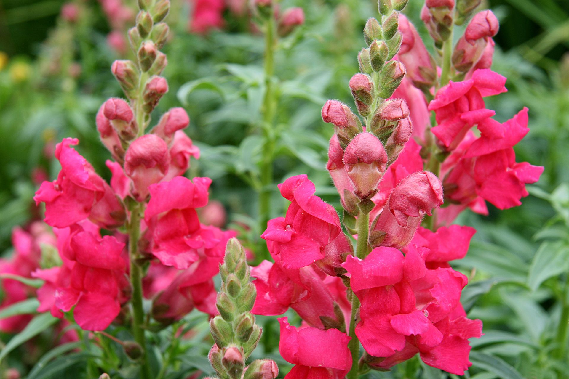 Revive Those Winter Weary Flower Beds