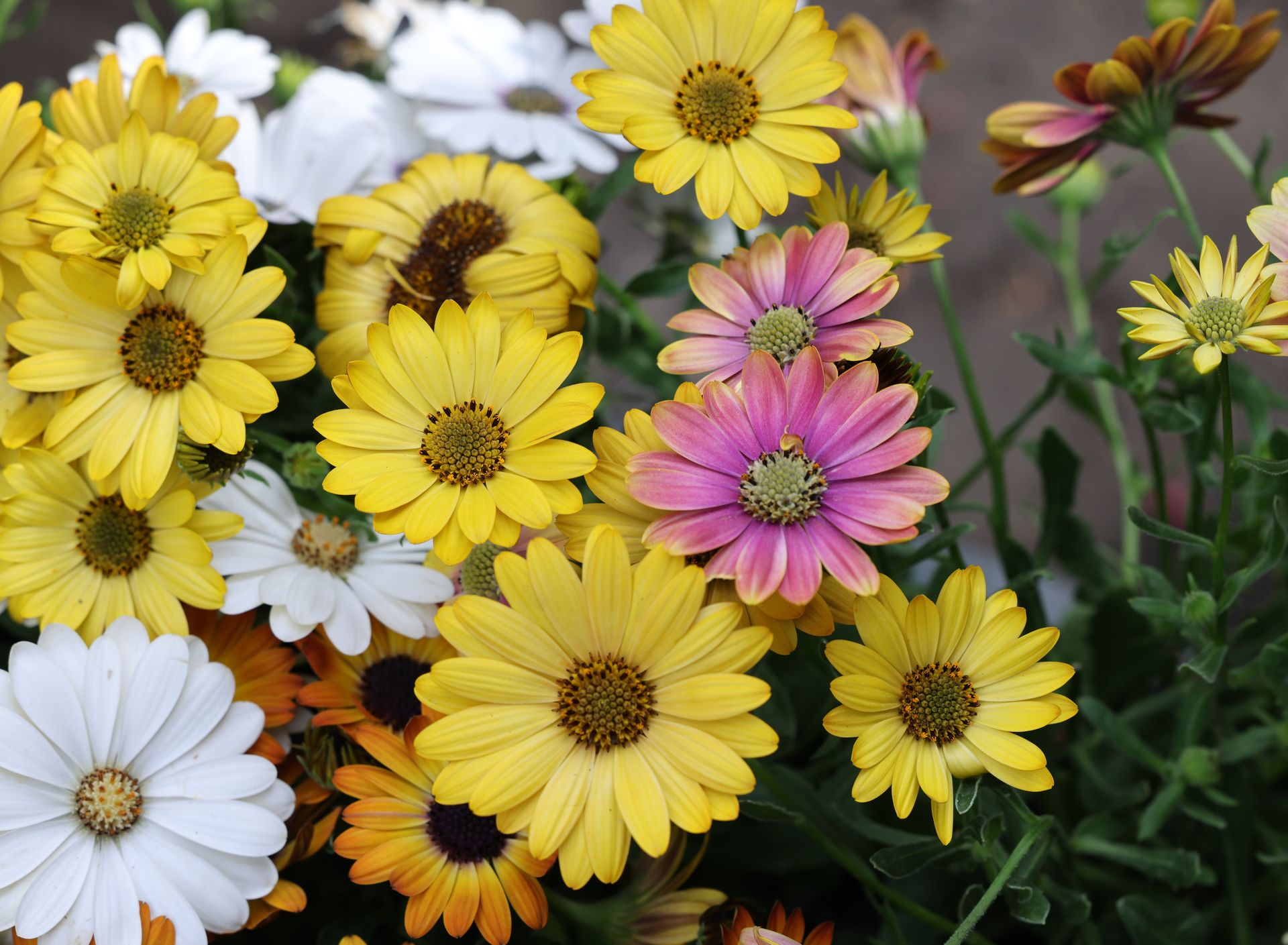 Revive Those Winter Weary Flower Beds