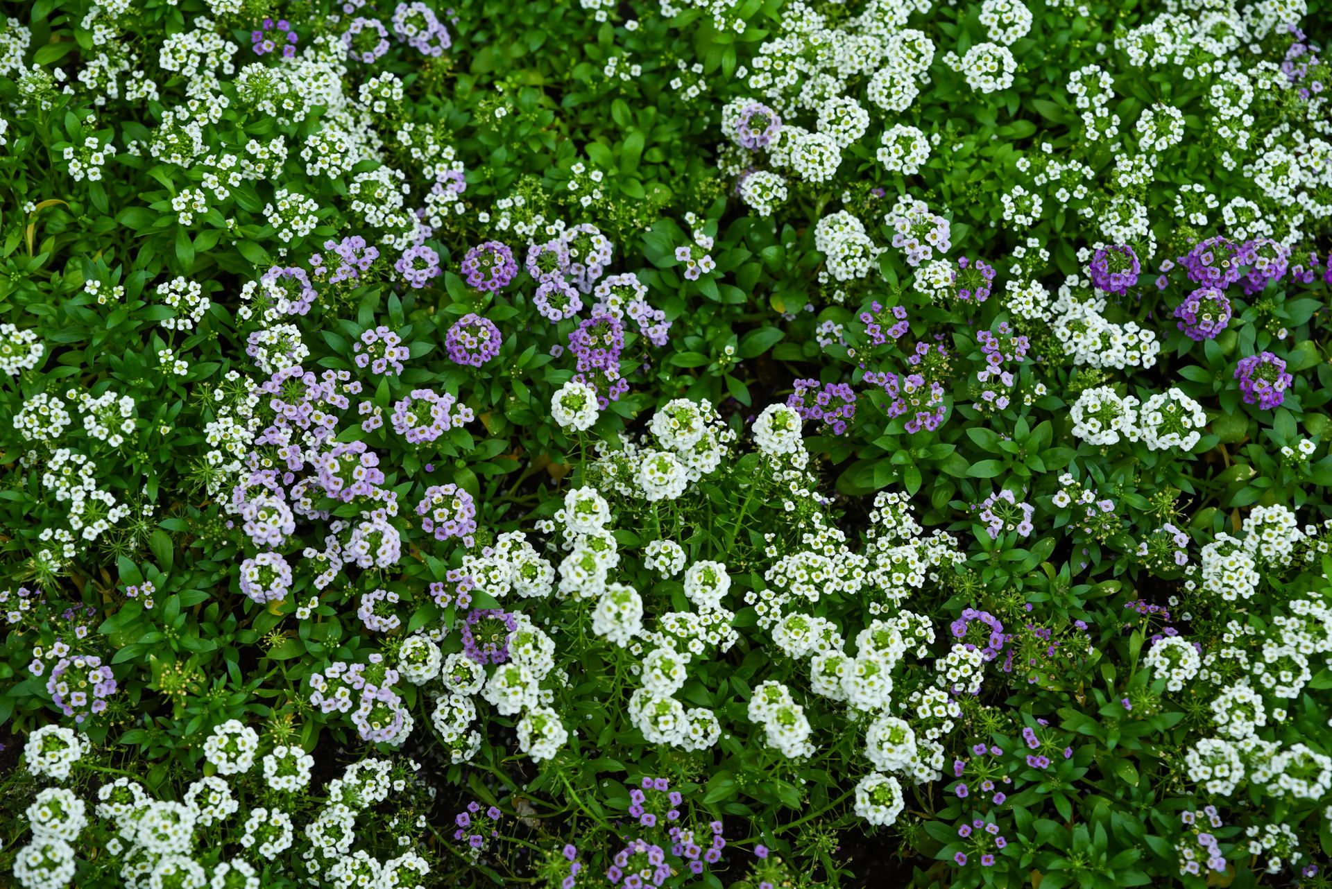Revive Those Winter Weary Flower Beds