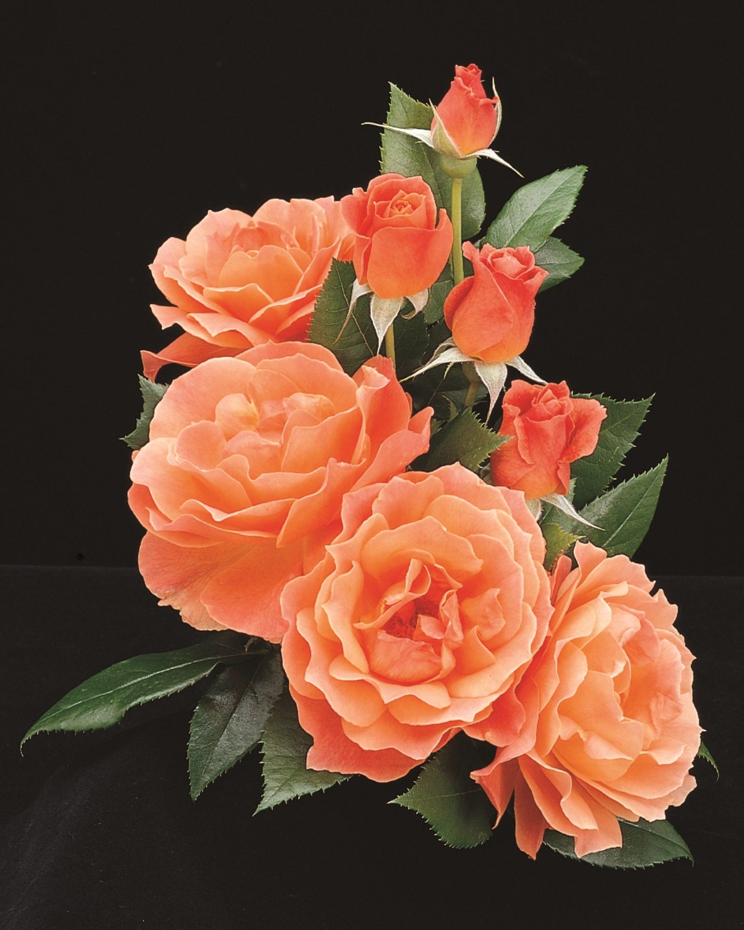 Pictures of Yellow Roses and Orange Roses