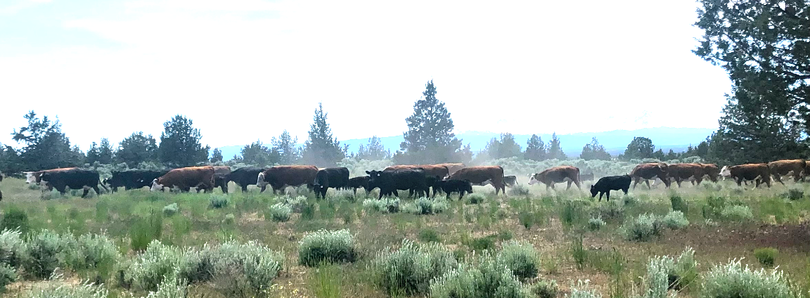 Home Page for Central Oregon Rancher Magazine