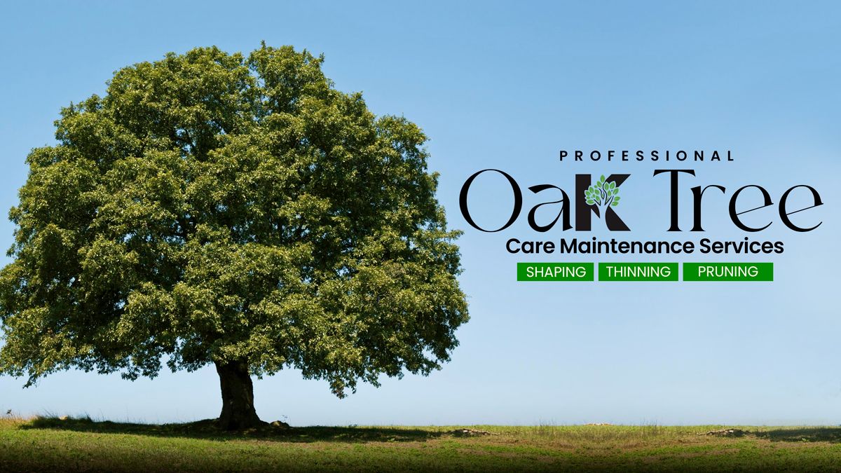 Professional Oak Tree Care Maintenance Services: Shaping, Thinning ...