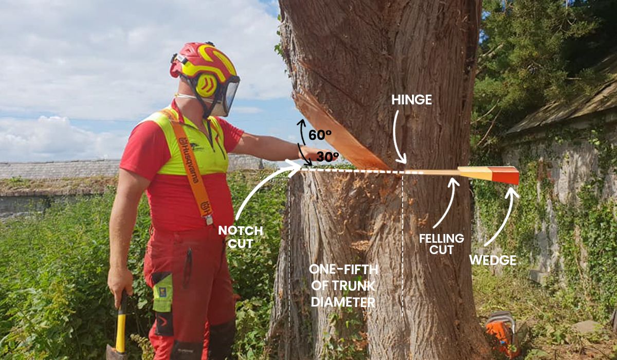 Step-by-Step Tree Felling Process in Limerick: Methods and Safety Tips