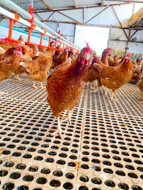 Gallery | Llandilo, NSW | Llandilo Farm Fresh Eggs