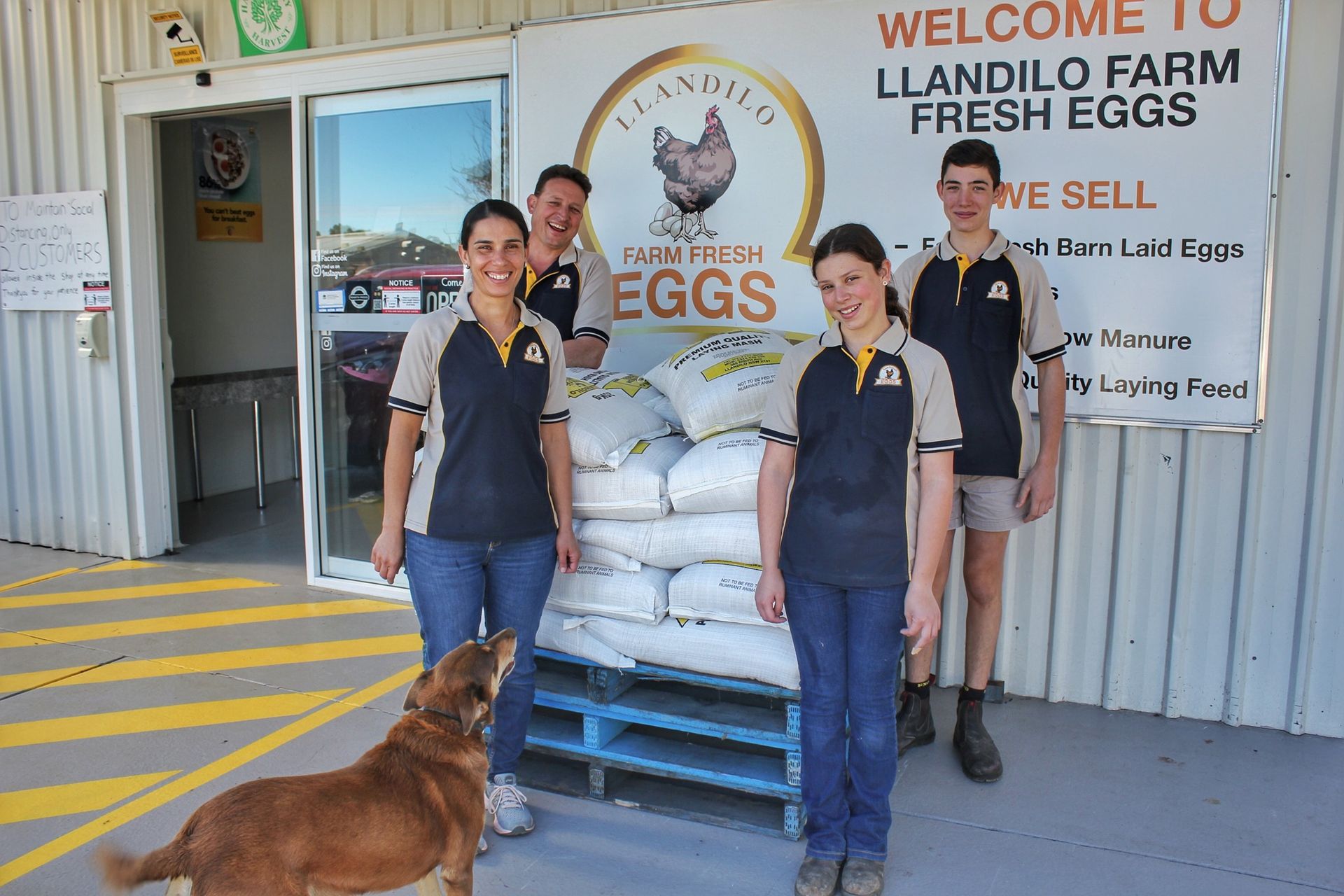 Egg Farm | Llandilo NSW | Llandilo Farm Fresh Eggs