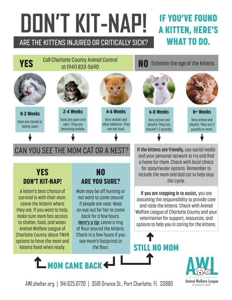 Kitten Welfare | Animal Welfare League of Charlotte County | Punta ...
