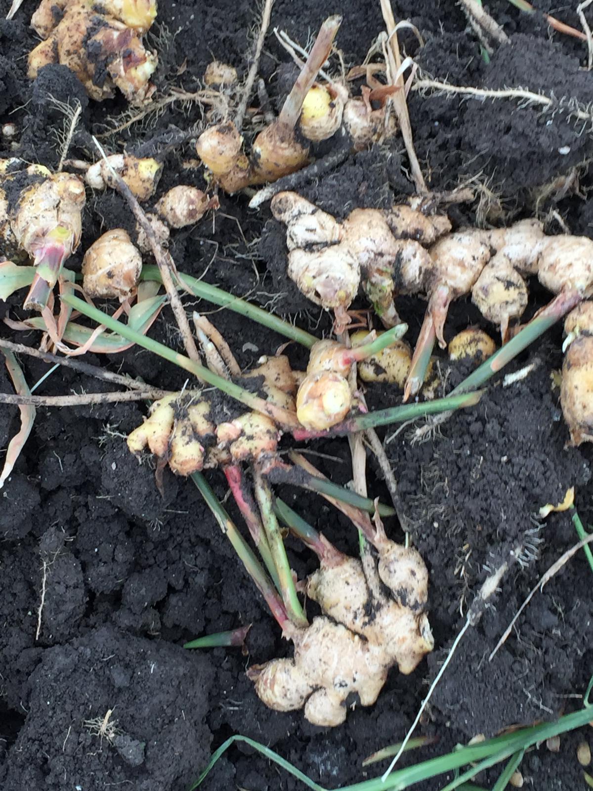 Coltivazione rizomi | Treviglio, BG | Consorzio Madre Terra