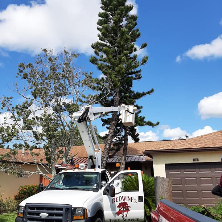Tree Services – Merritt Island, FL – Redwine’s Tree Service