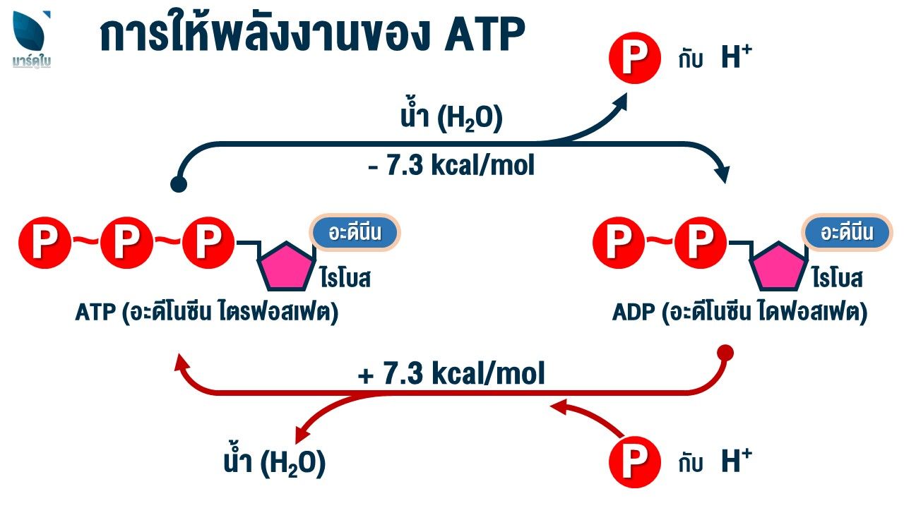 ATP สารให้พลังงานขับเคลื่อนพืช-เพิ่มผลผลิต