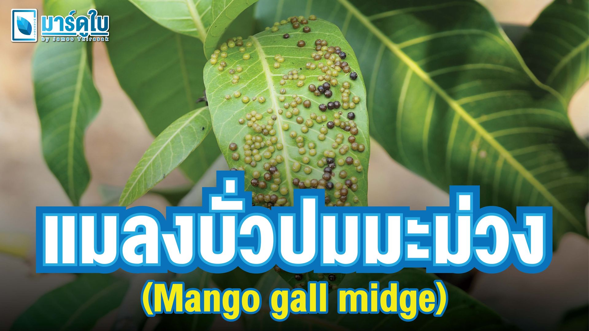 บั่วปมมะม่วง (Mango gall midge) ศัตรูพืชในมะม่วง