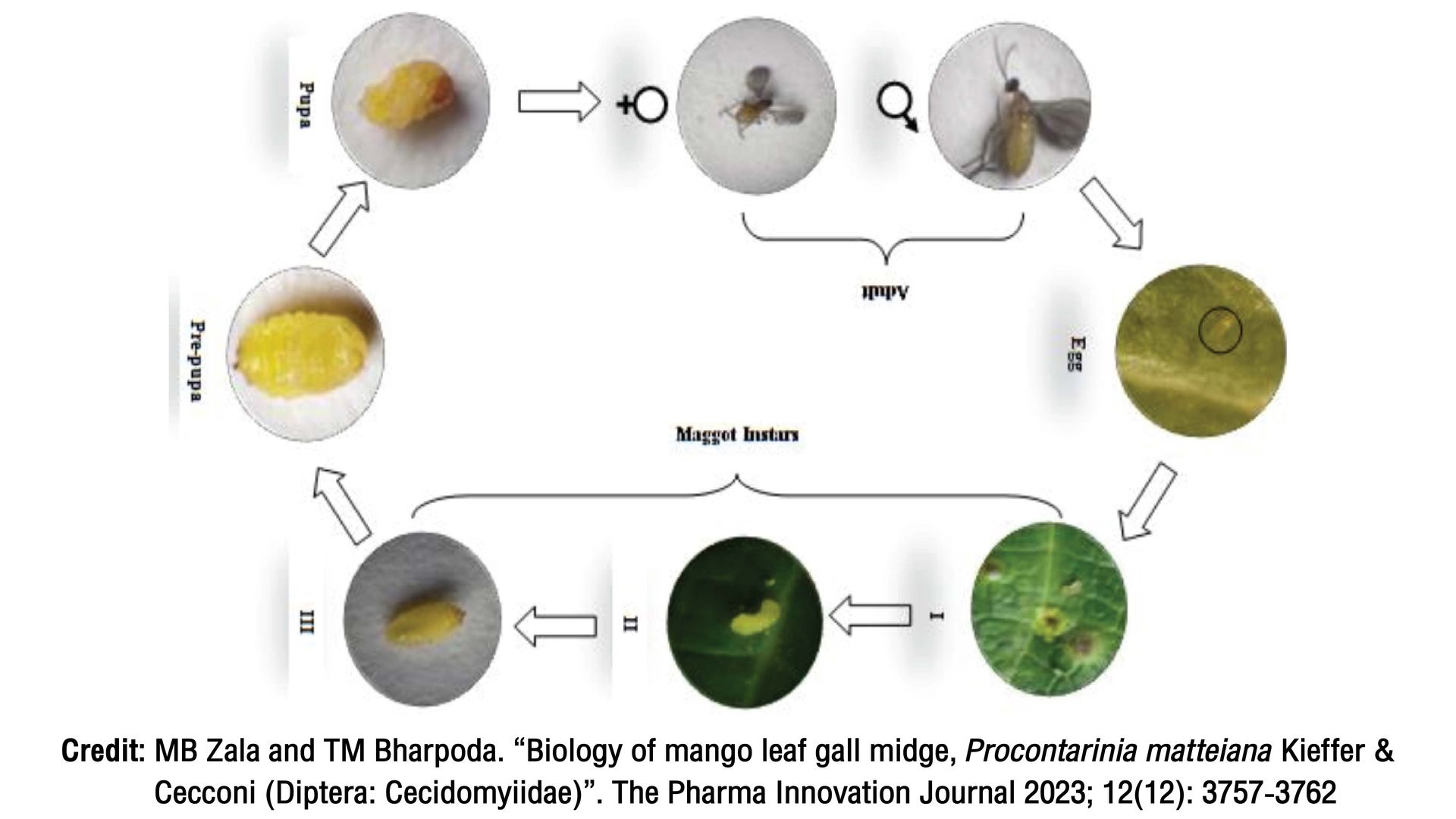 บั่วปมมะม่วง (Mango gall midge) ศัตรูพืชในมะม่วง