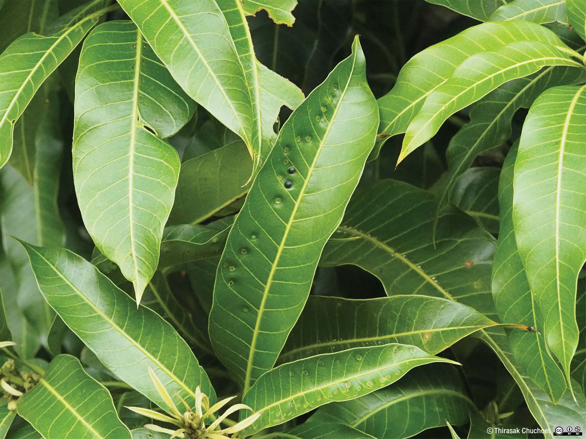 บั่วปมมะม่วง (Mango gall midge) ศัตรูพืชในมะม่วง