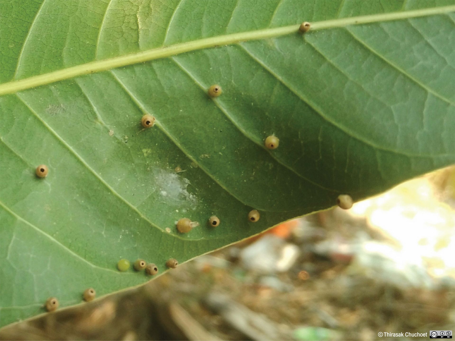 บั่วปมมะม่วง (Mango gall midge) ศัตรูพืชในมะม่วง