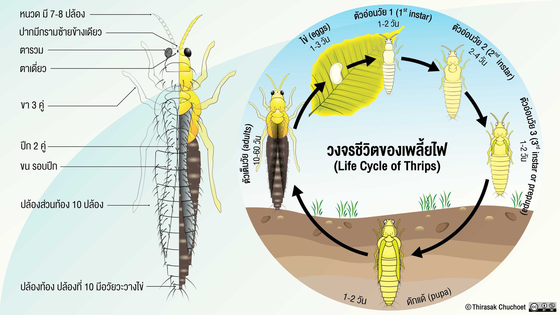 ชีววิทยา ของเพลี้ยไฟ (Biology of Thrips)