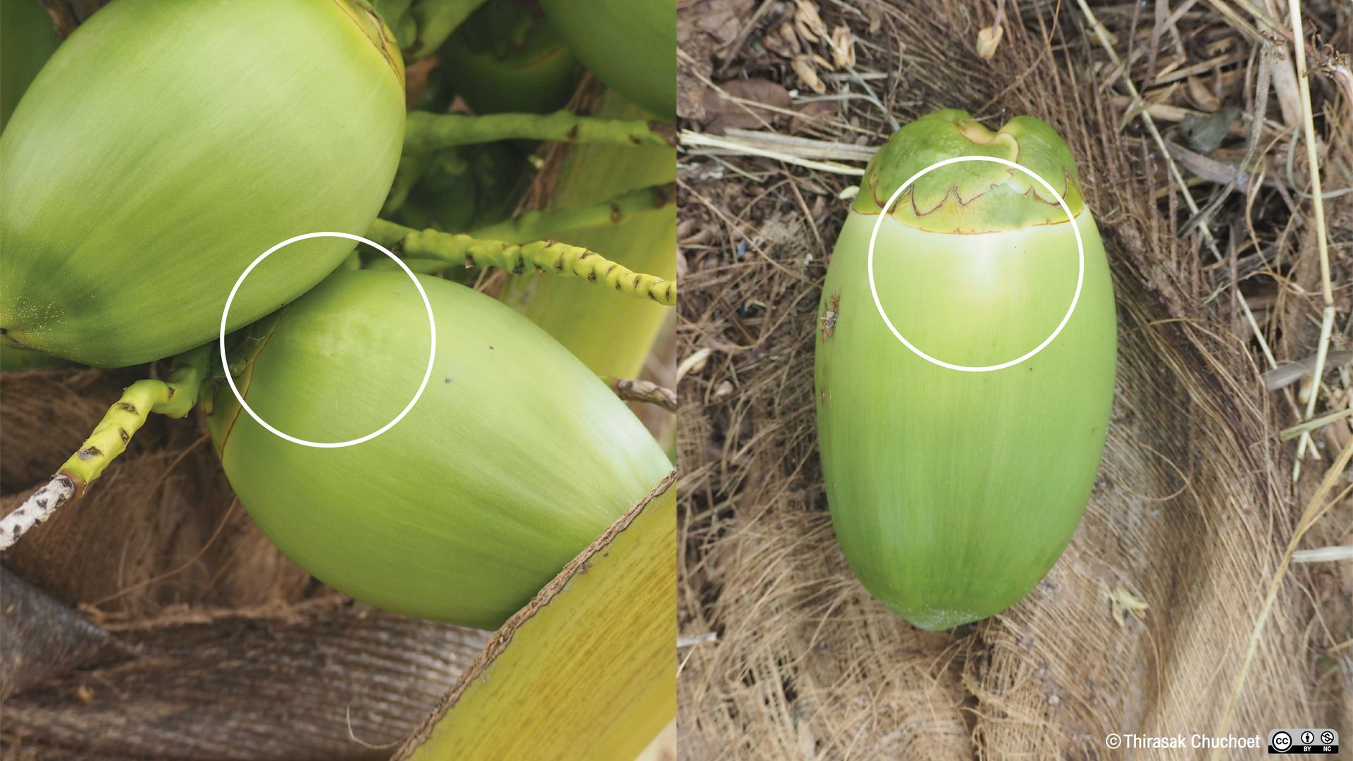 ไรศัตรูพืชมะพร้าวสร้างแผลเหวอะหวะ.!!