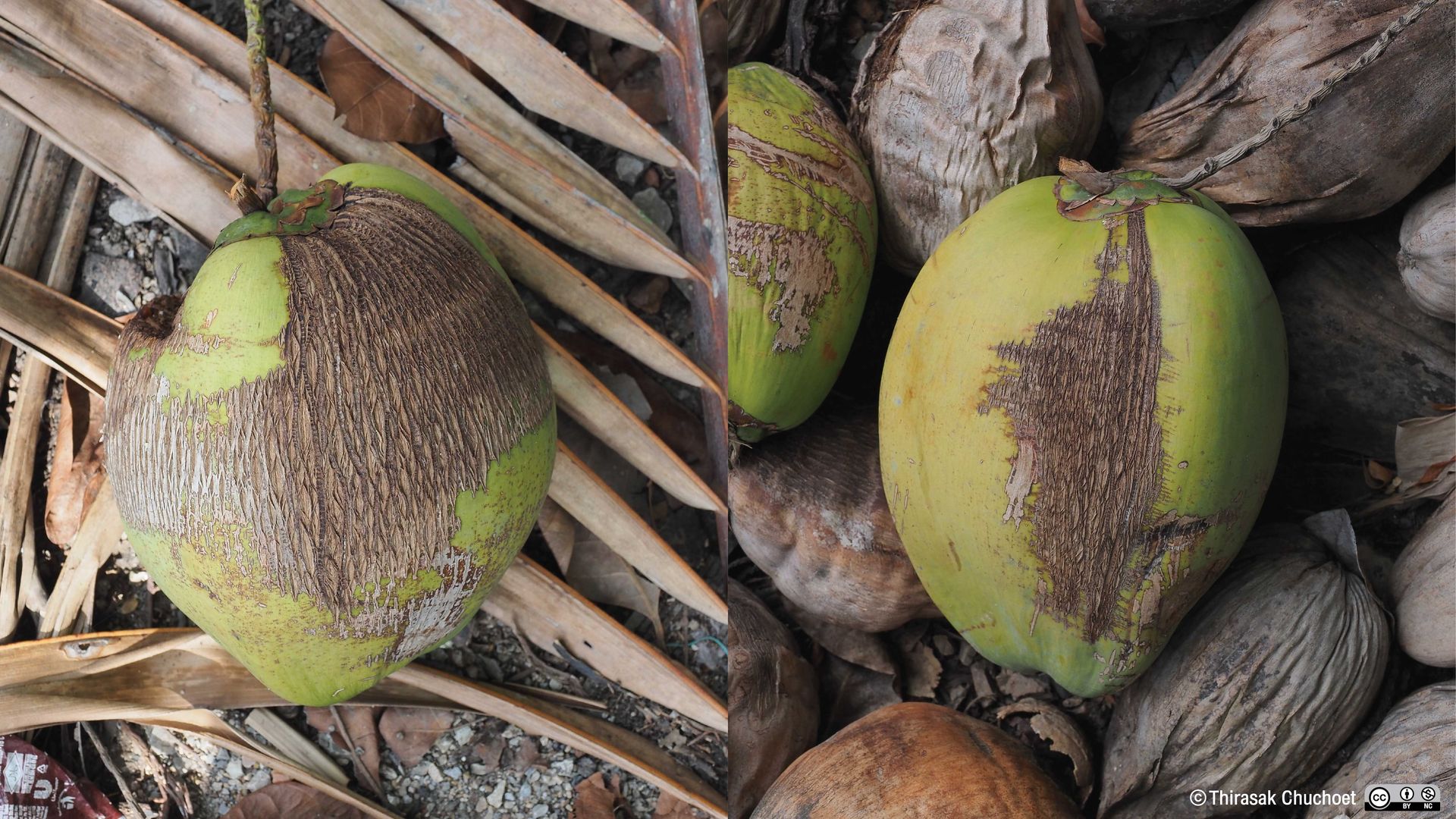 ไรศัตรูพืชมะพร้าวสร้างแผลเหวอะหวะ.!!