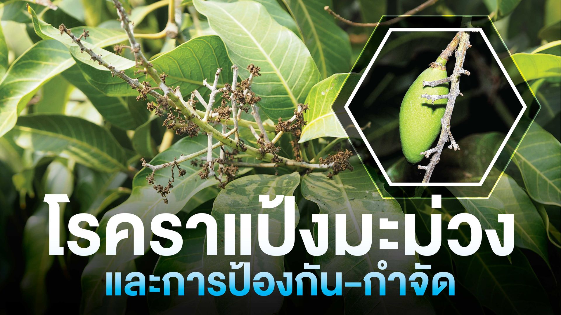 โรคราแป้งบนช่อดอกมะม่วง (Powdery mildew on mango)