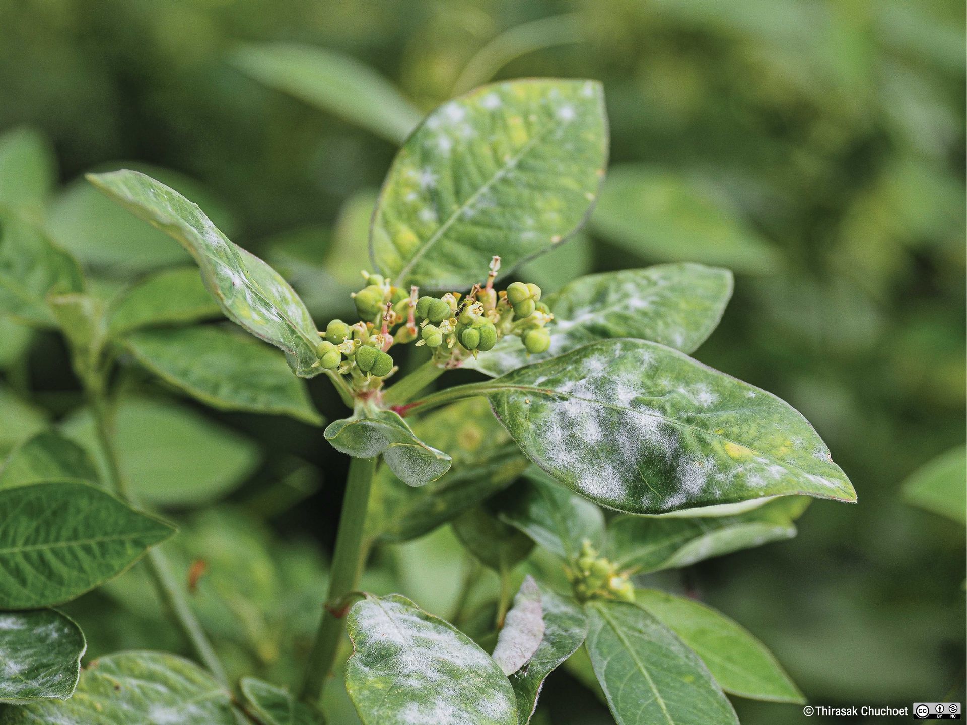 โรคราแป้งบนช่อดอกมะม่วง (Powdery mildew on mango)