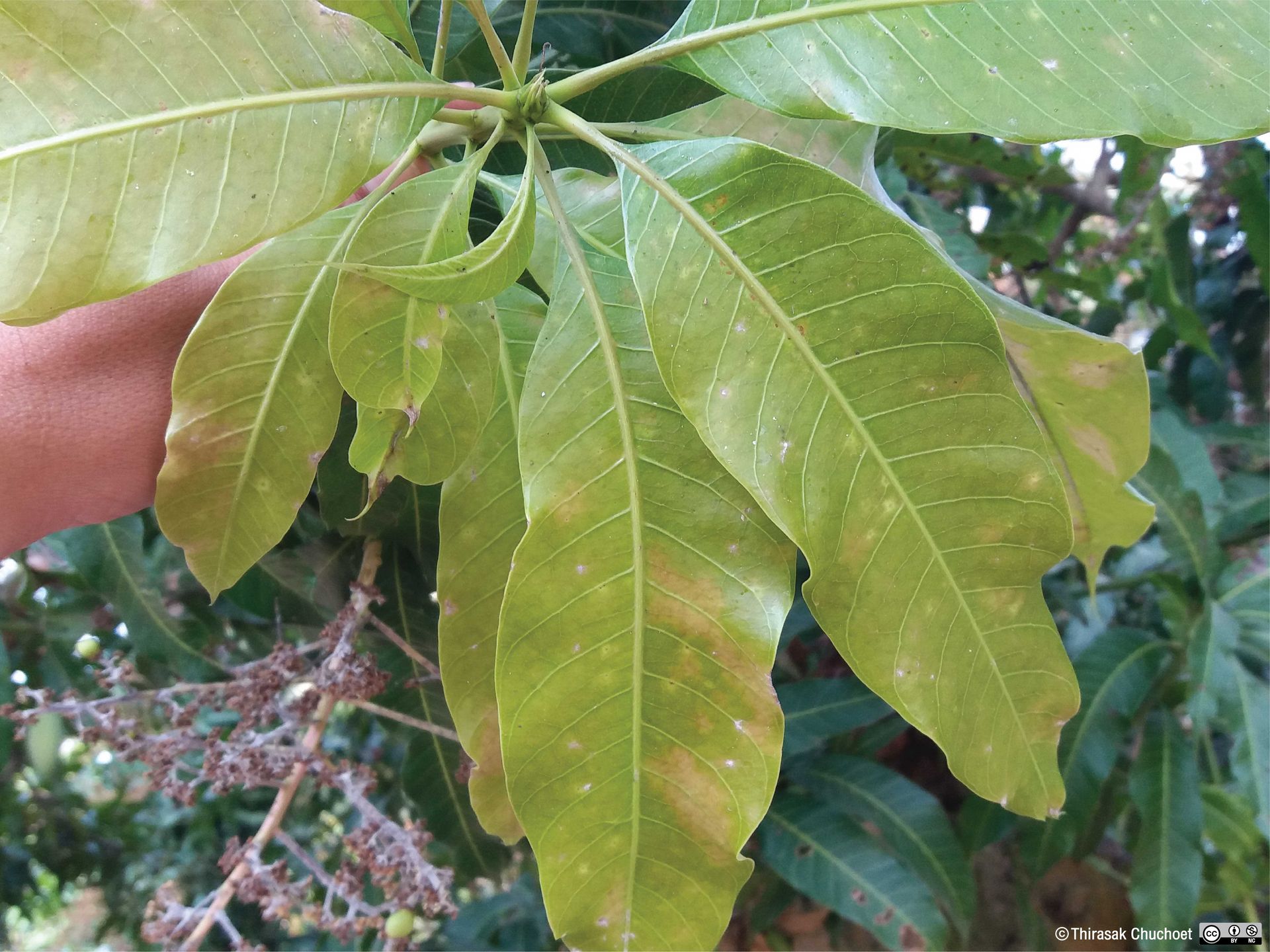 โรคราแป้งในมะม่วง (Powdery mildew of mango)