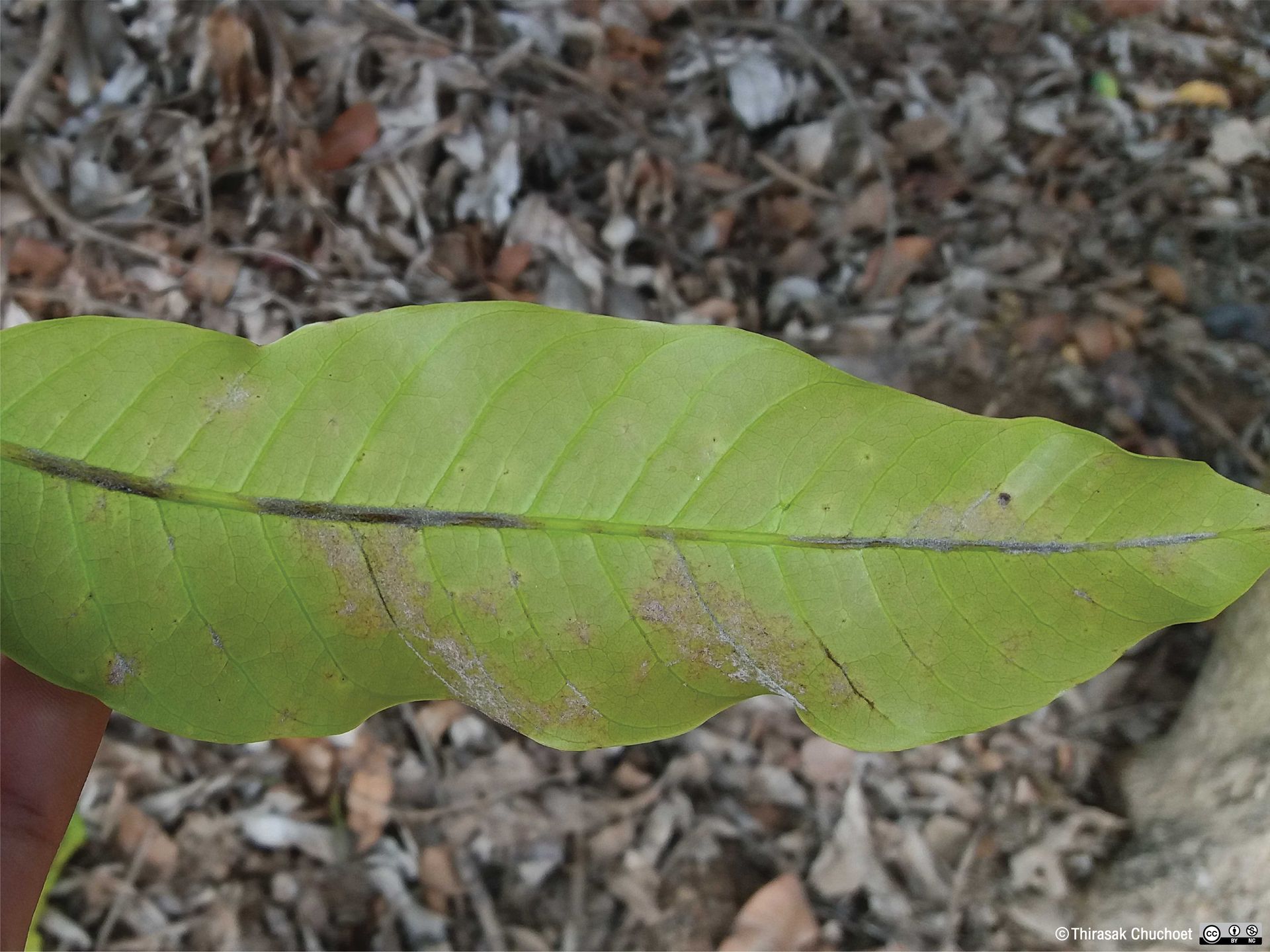 โรคราแป้งในมะม่วง (Powdery mildew of mango)
