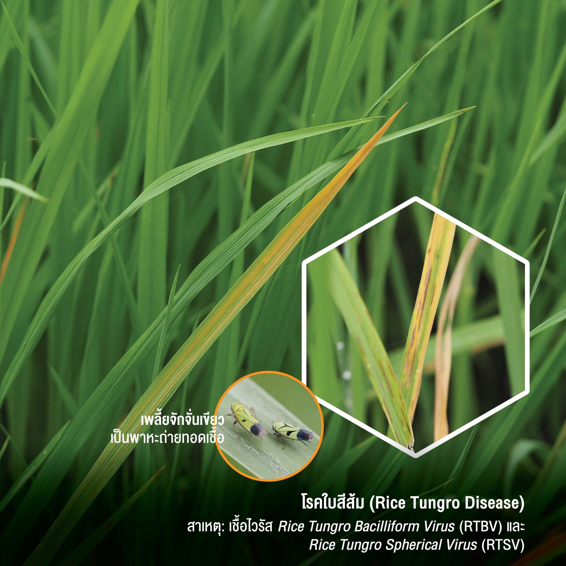 เตือน!! การใช้ยากำจัดแมลงหวี่ขาวในนาข้าว (Whitefly on Rice)