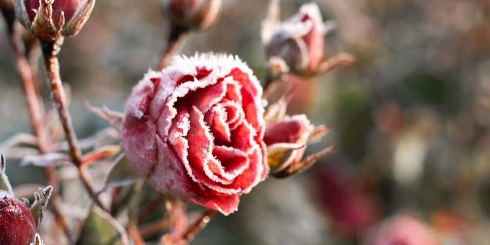 Top 10 Tips: How Do I Prepare My Garden For Winter?