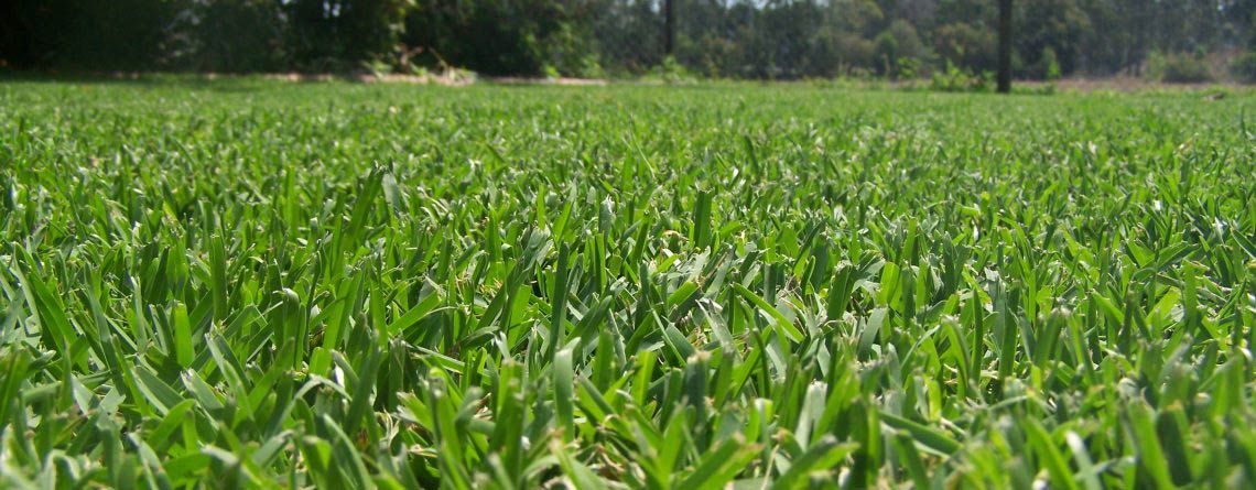 Turf Supplies in Newcastle | Aussie Turf Supplies