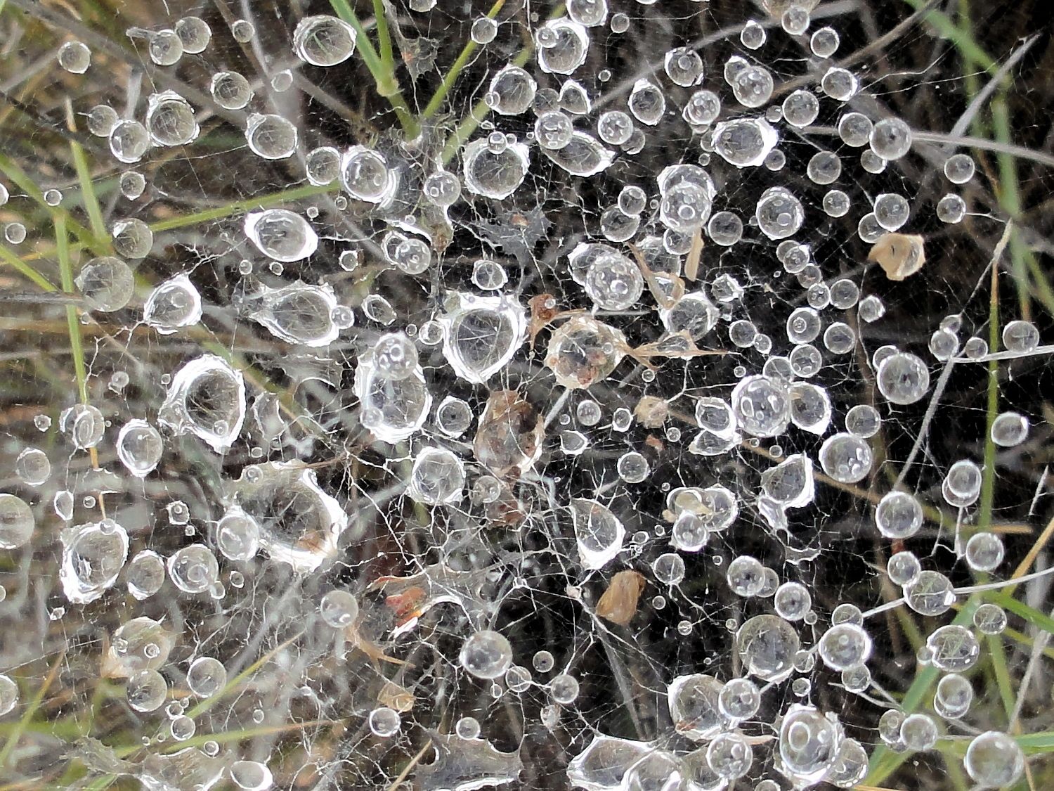 Kinship - the web of inter-connectedness