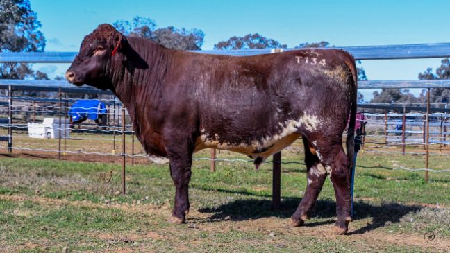 Shorthorns | Bungulla Partnership