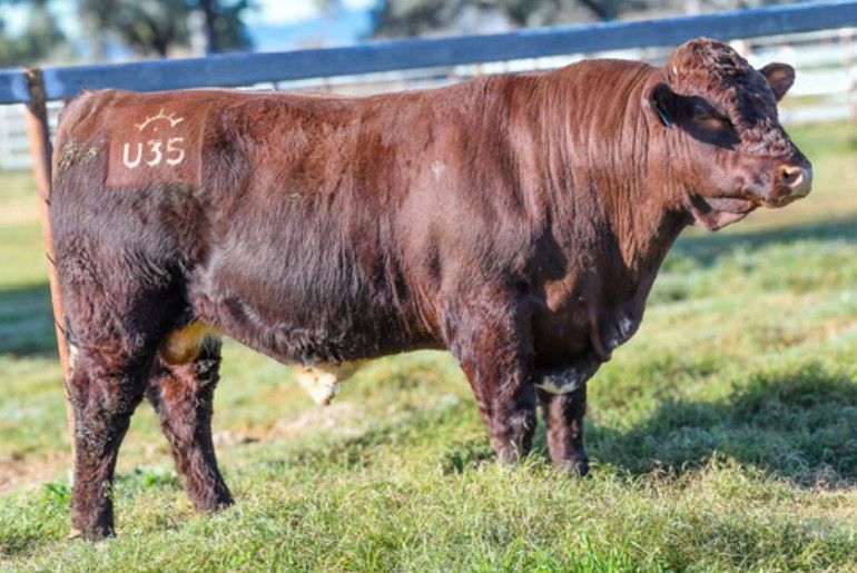 Shorthorns | Bungulla Partnership