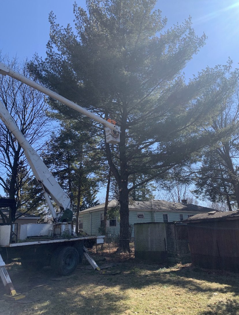 Tree Trimming | Twin Pines Tree Care Experts