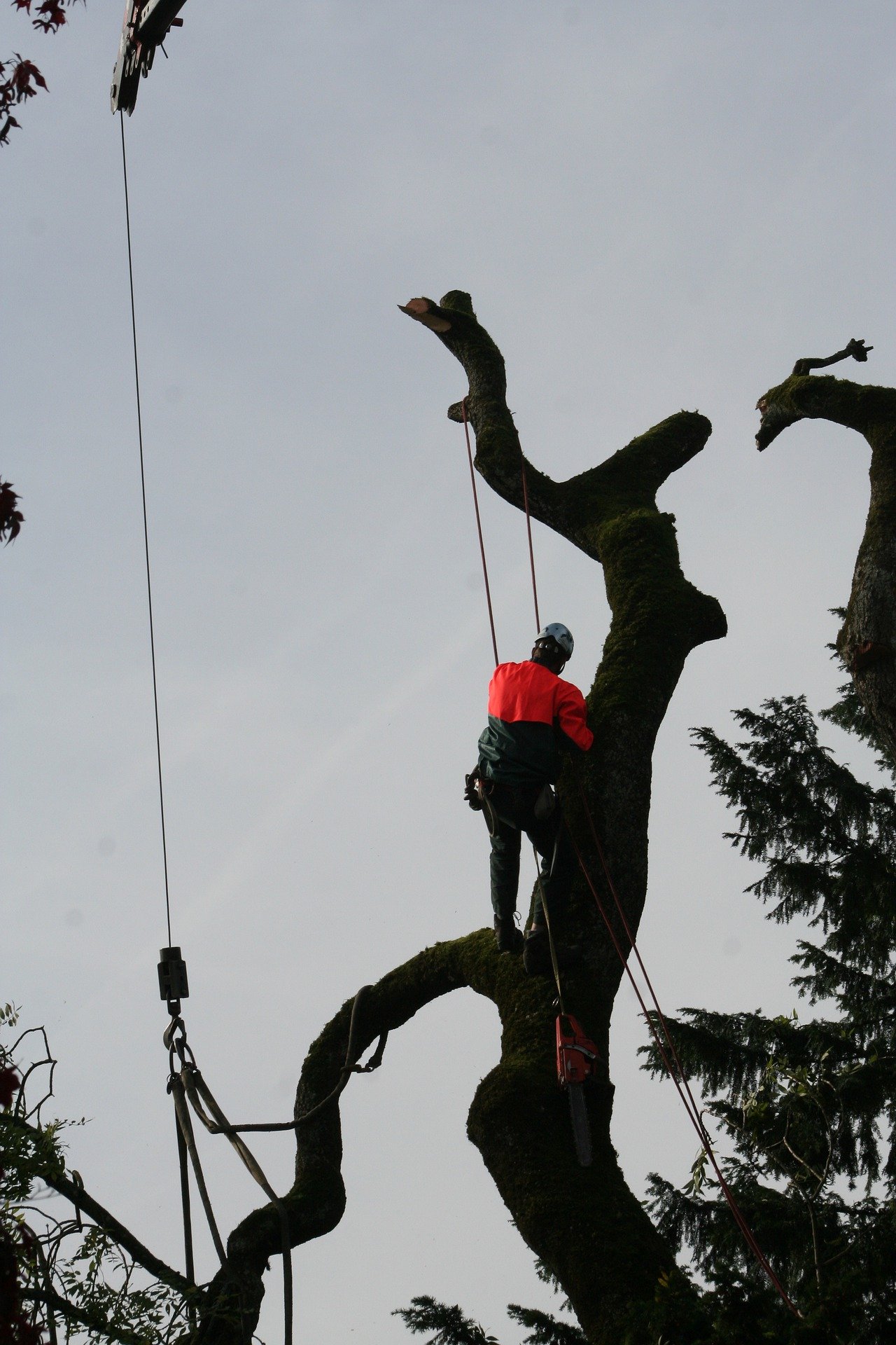 San Diego Tree Service | Tree Trimming | Tree Removal