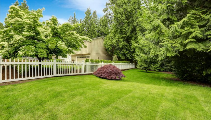 5 Trees for Sustainable Landscaping in Southern California