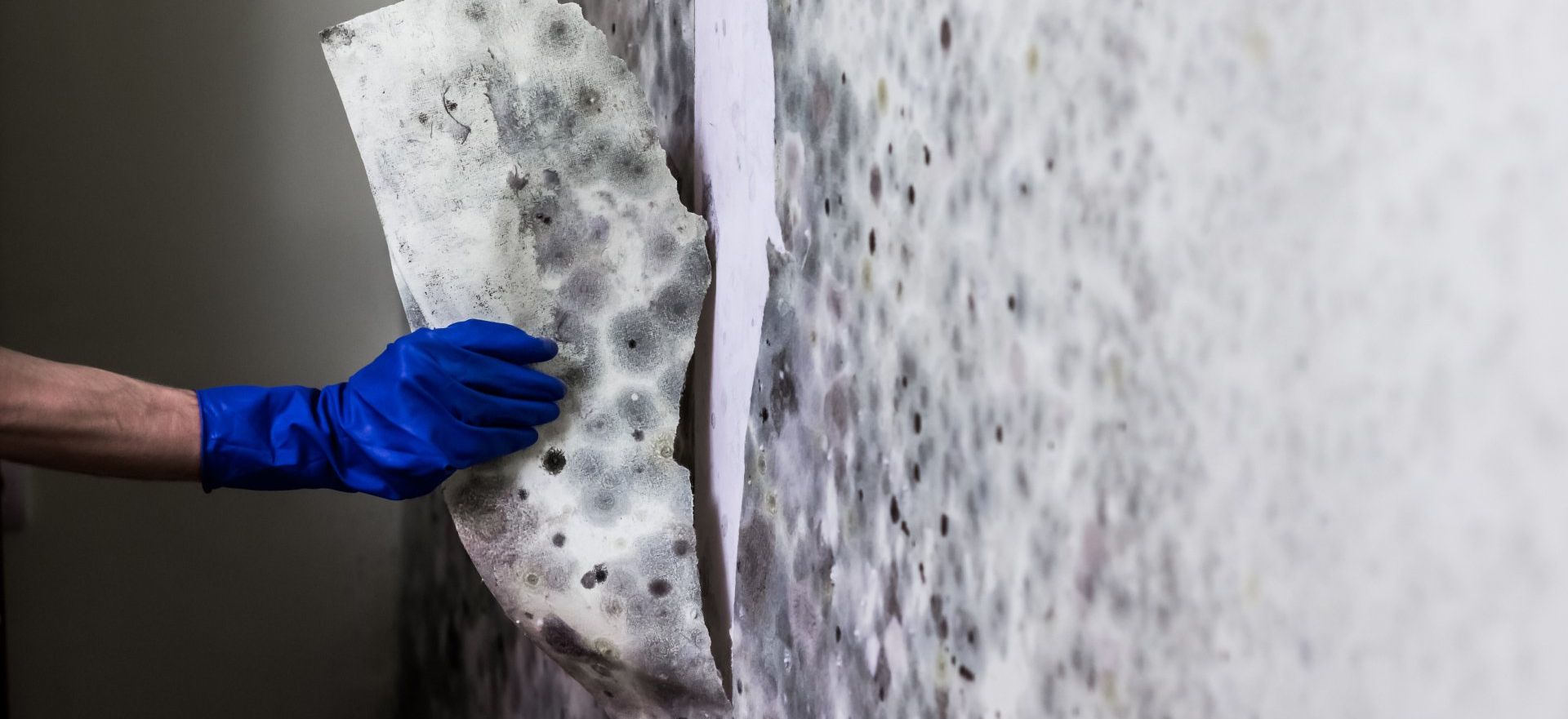 The Dangers of Mold Growth in Your Home