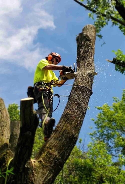 Franklin TN Tree Service & Removal | Tree Care