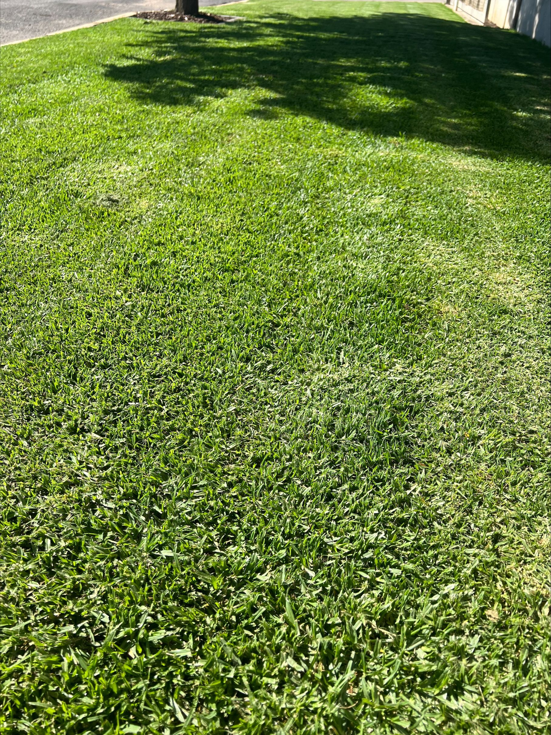 Plants and Turf | Mcnamara Landscaping and Softfall