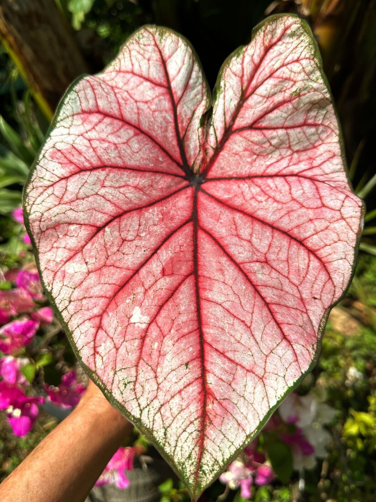 Colly Dolly Plants and lifestyle