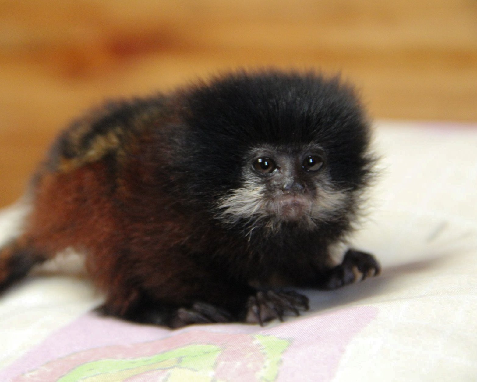 Merazonia Wildlife Refuge