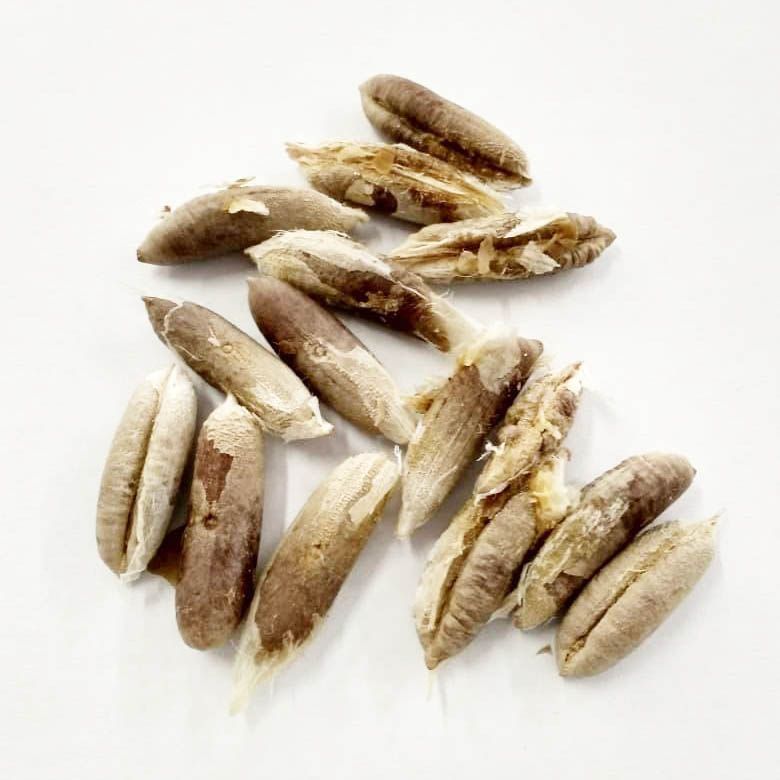 Quality Dates Ingredients for F&B: Your Trusted OEM Supplier