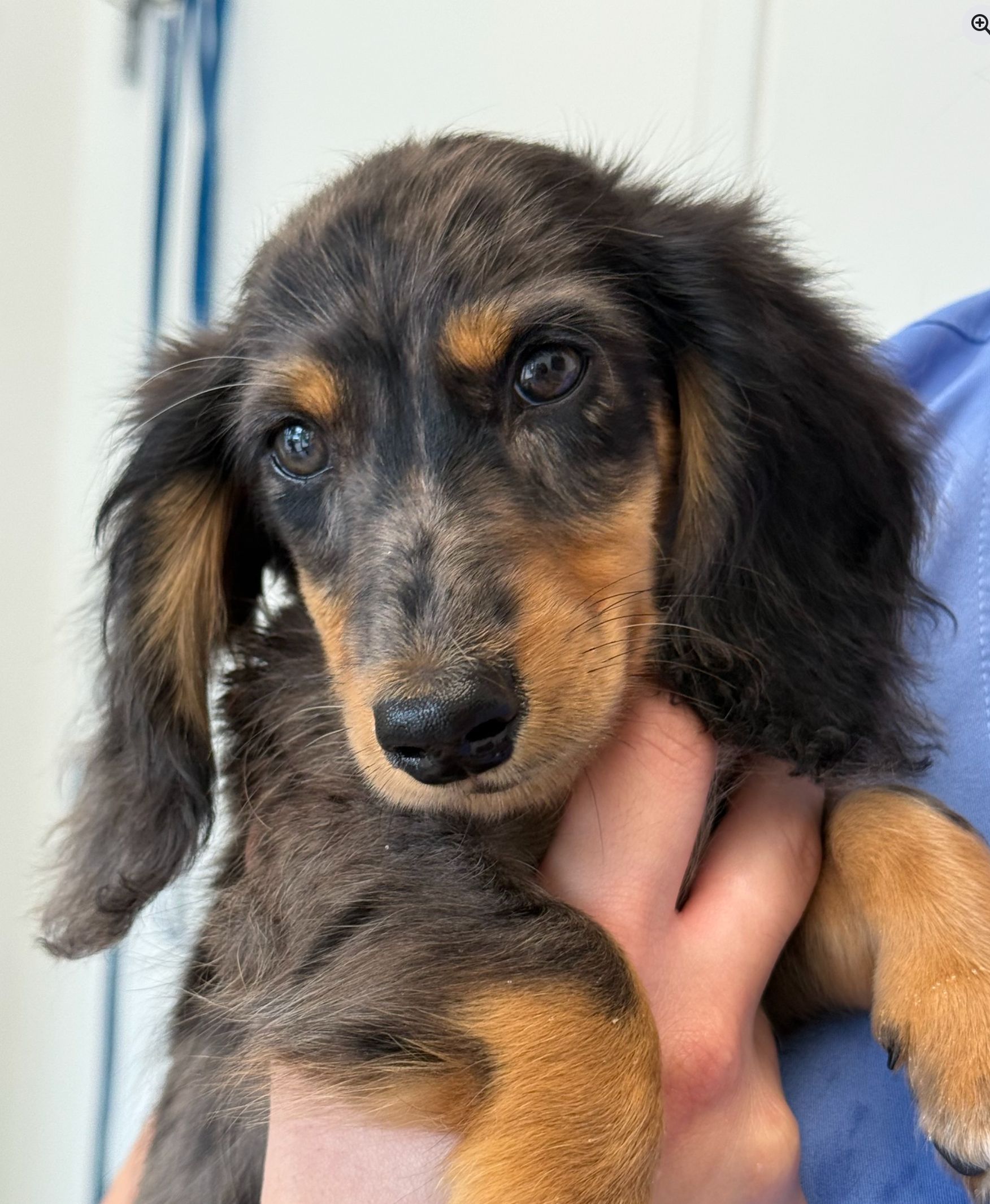 Grant Veterinary Care | Surgical & Preventative Care Center