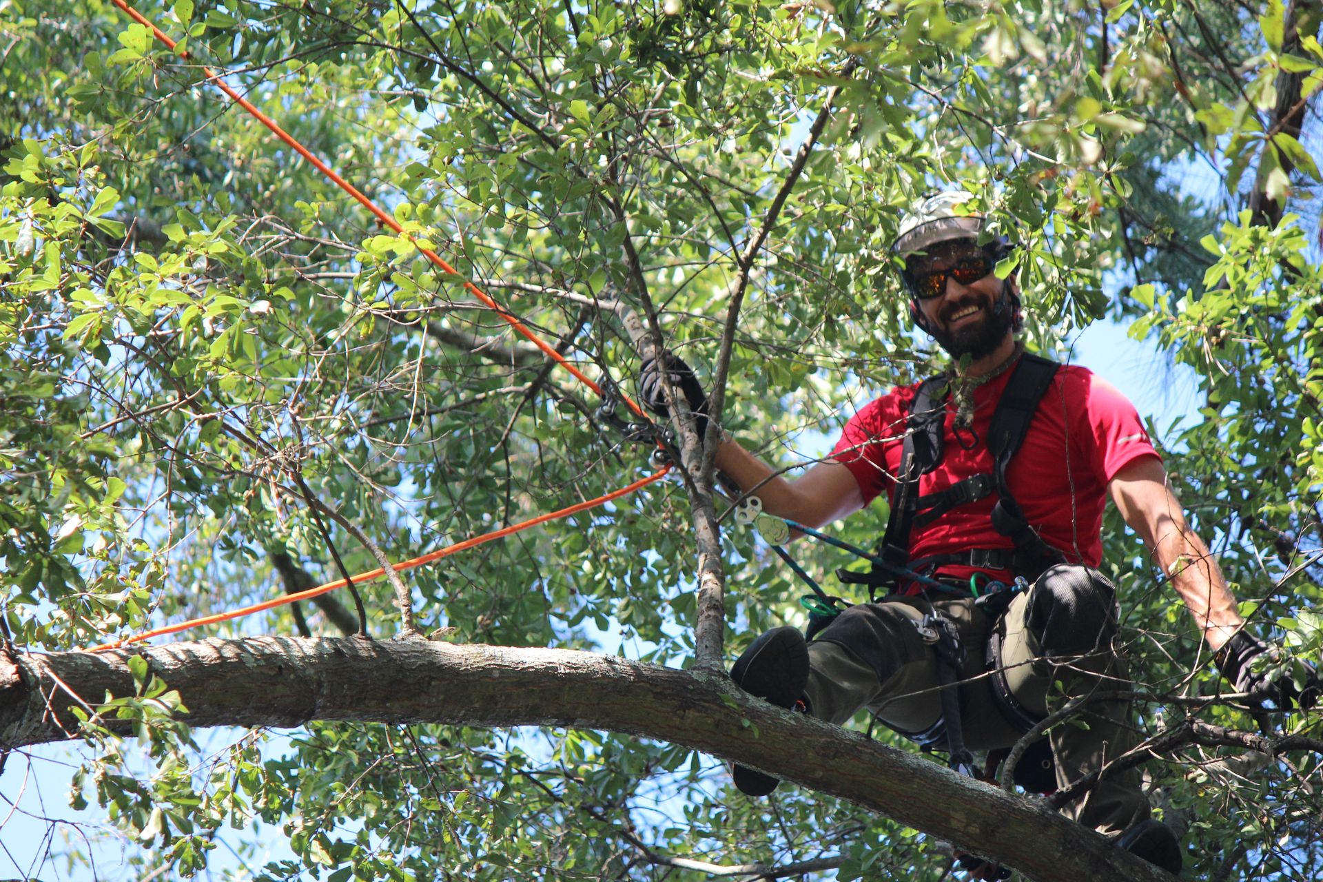 Tree Care Services & Removal | Acworth, Kennesaw, Marietta, GA