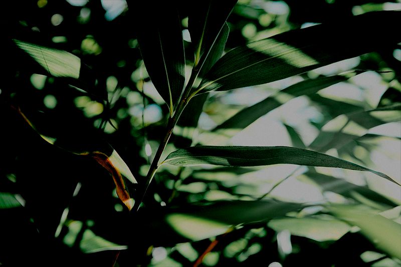 Eric MD Bell Funeral Home and Cremation Services | Pittsboro, IN