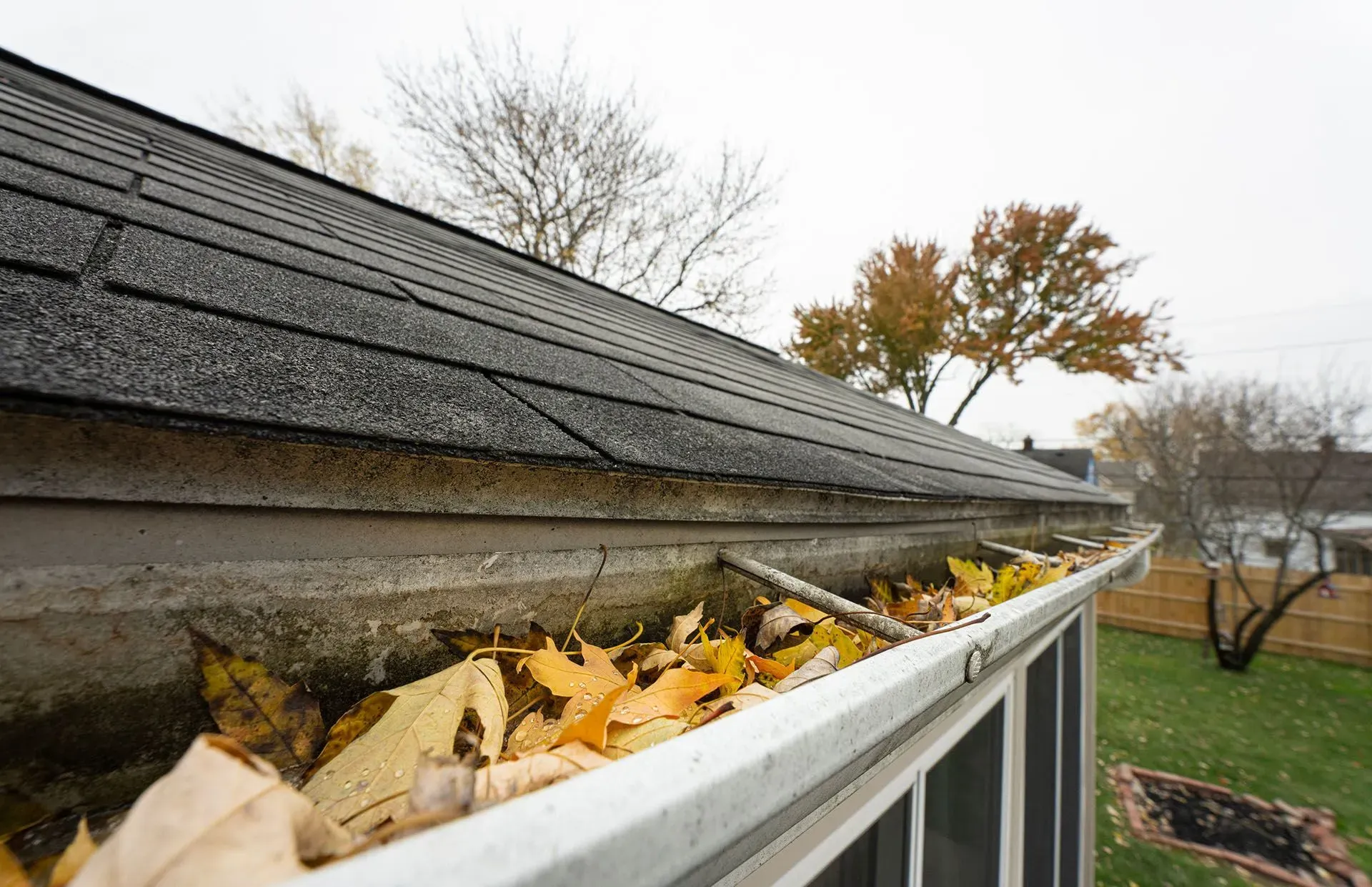 Top 4 Reasons to Invest in Gutter Bird Guards