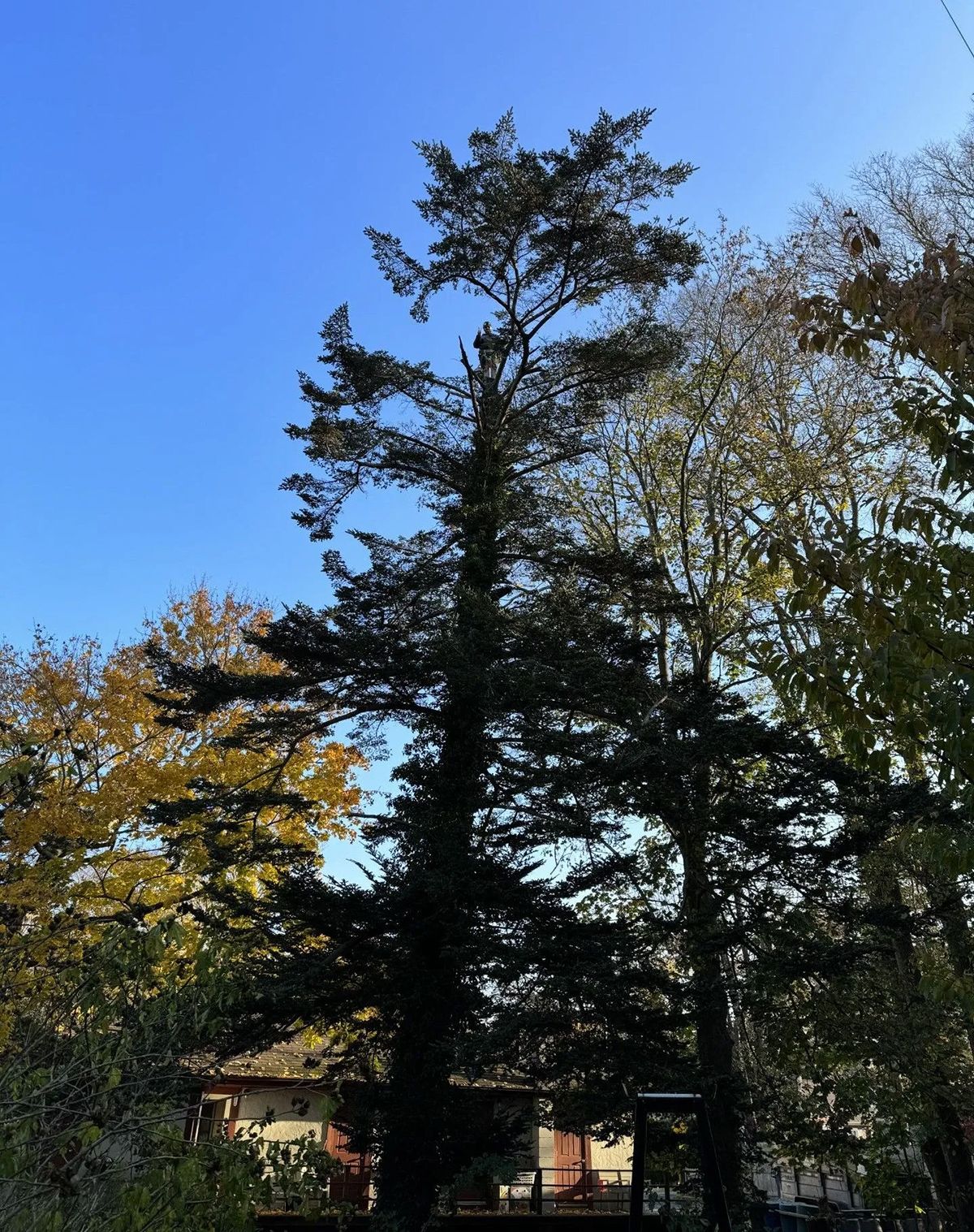 Don’t Ignore these 5 Signs That a Tree Has a Disease