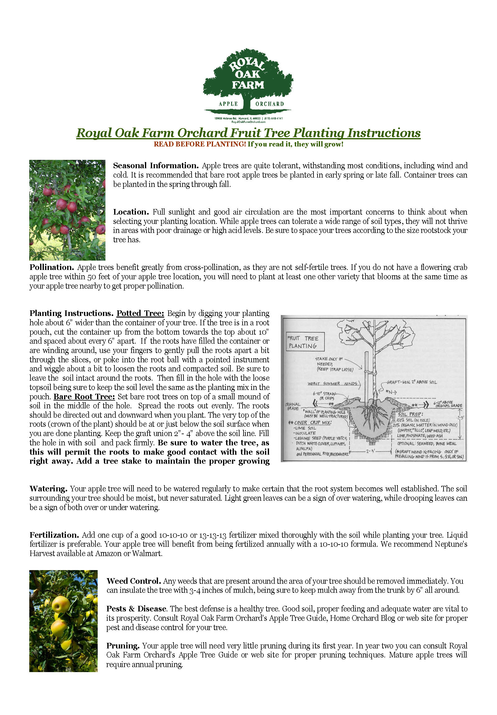 Apple Tree Growing Guide