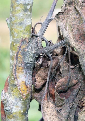 Dealing with Fireblight